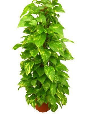 Potus con tutor.jpg :: Floristerrae